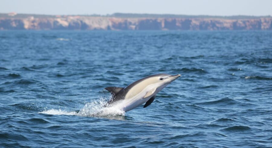 Sagres: Dolphin Watching Tour