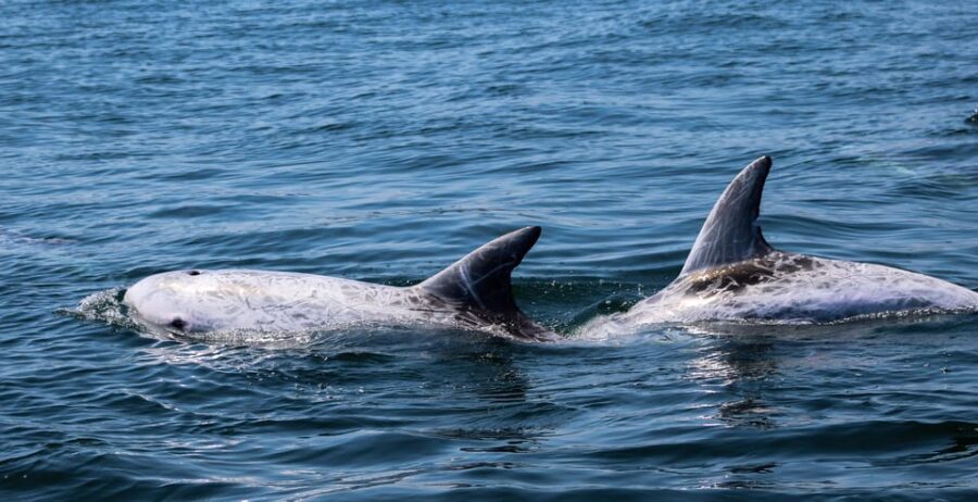 Sagres Wildlife Adventure: Dolphin and Whale Watching Tour