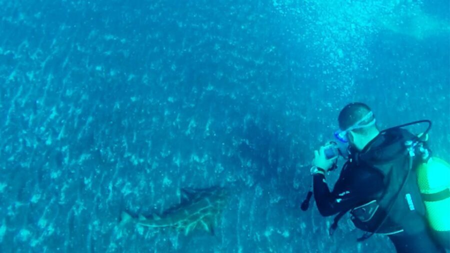 San Miguel de Abona: 2Dive Package - The Dives: Exploring Tenerife’s Underwater Landscape