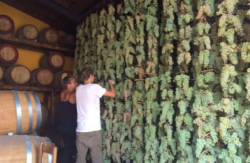 San Miniato: Organic Wine Tasting and Vineyard Tour - Who Will Love This Wine Tour?