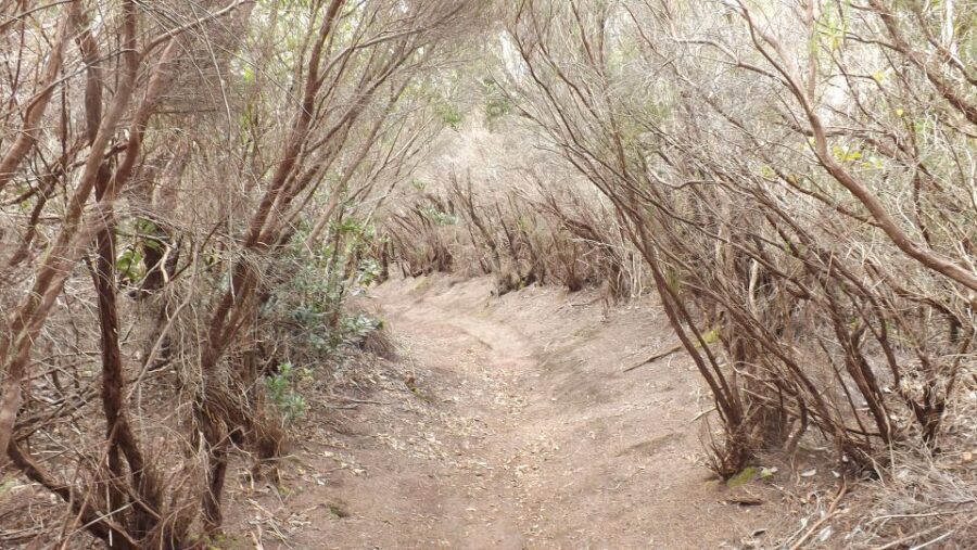Santa Cruz de Tenerife: 2-Hour Hiking Tour in Anaga Forest