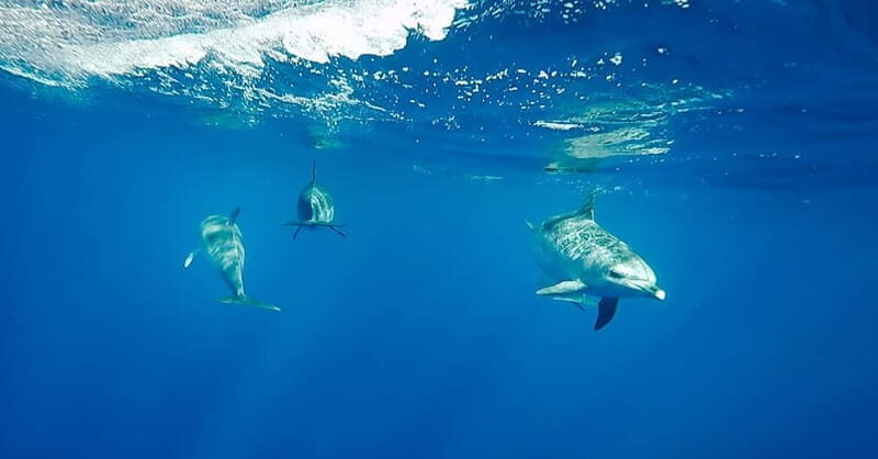 São Miguel: Swim with Wild Dolphins in the Open Ocean