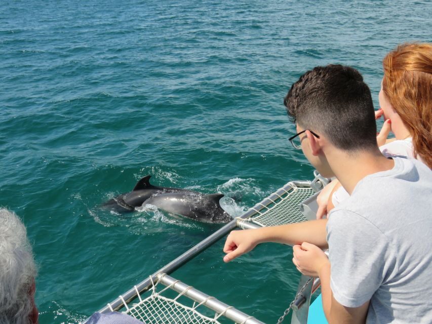 Setúbal: Dolphin Watching Tour