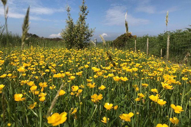 Shore Excursion Giants Causeway Private Tour
