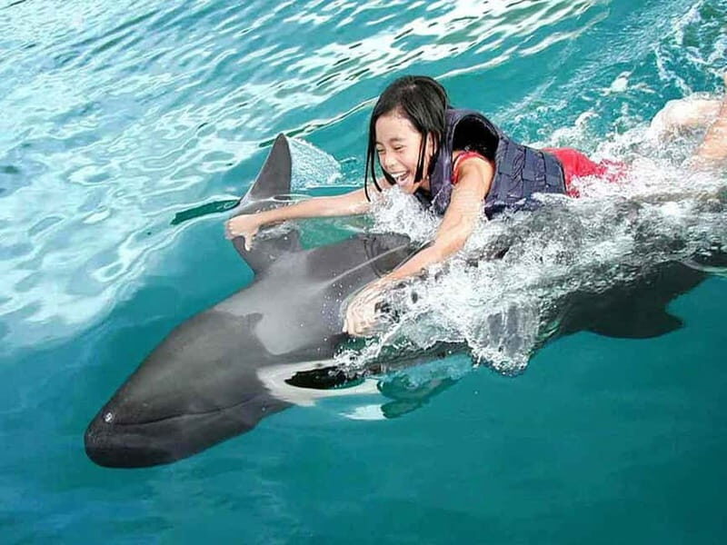 Side/Alanya: Swimming with Dolphins and Dolphin Show