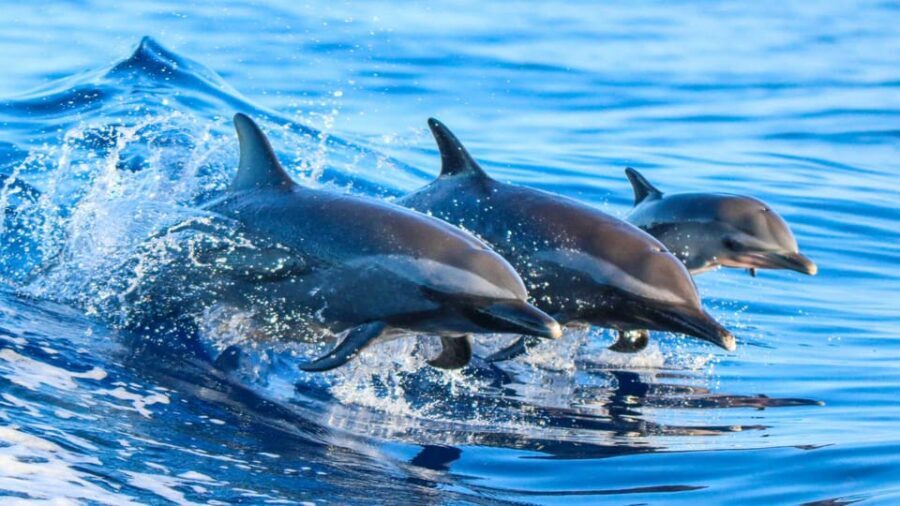 Side: Dolphin Island Boat Trip with Lunch & Unlimited Drinks