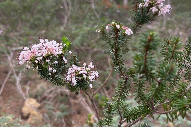 Sierra de Tramuntana hike with transportation and small picnic