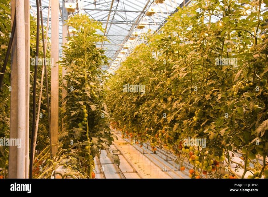 Small Group Golden Circle Tour w/ Kerid & Tomato Farm Visit