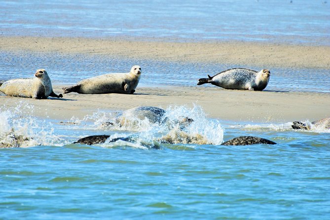 Small Group Half Day Seal Safari at UNESCO Site Waddensea from Amsterdam - Key Points: