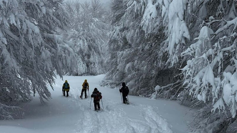SNOWSHOES
