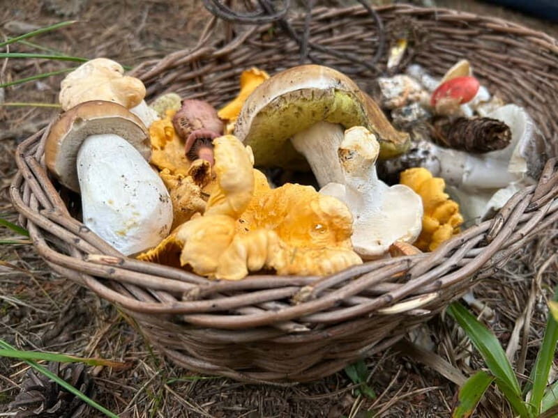 Sofia: Culinary Adventure To The Fungi And Botanical Kingdom