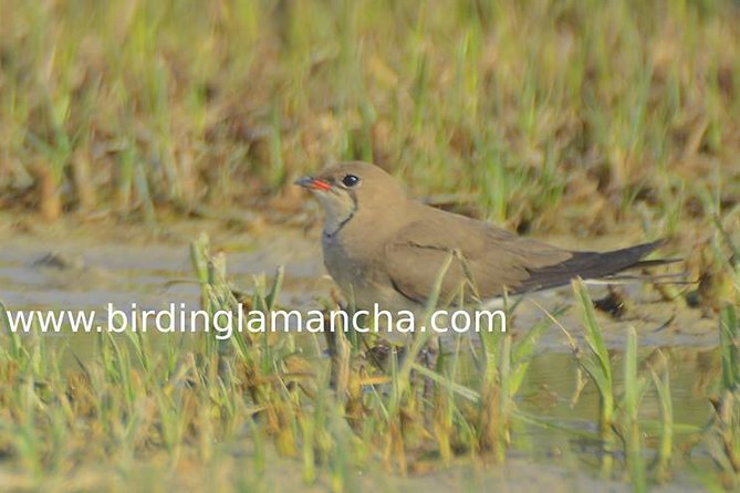 Steppe bird watching in La Mancha Toledana - Exploring La Mancha’s Birdlife: A Tour Review