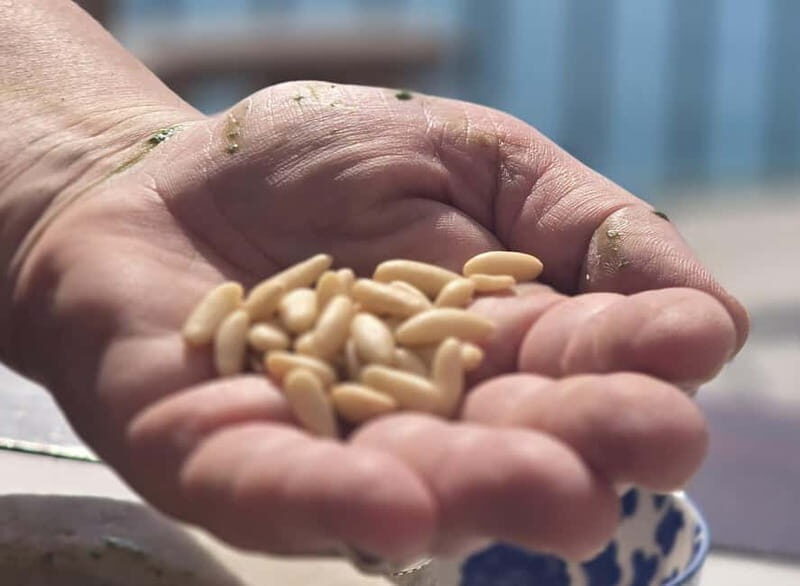 Stintino: Italian cuisine in a villa - Analyzing the Value