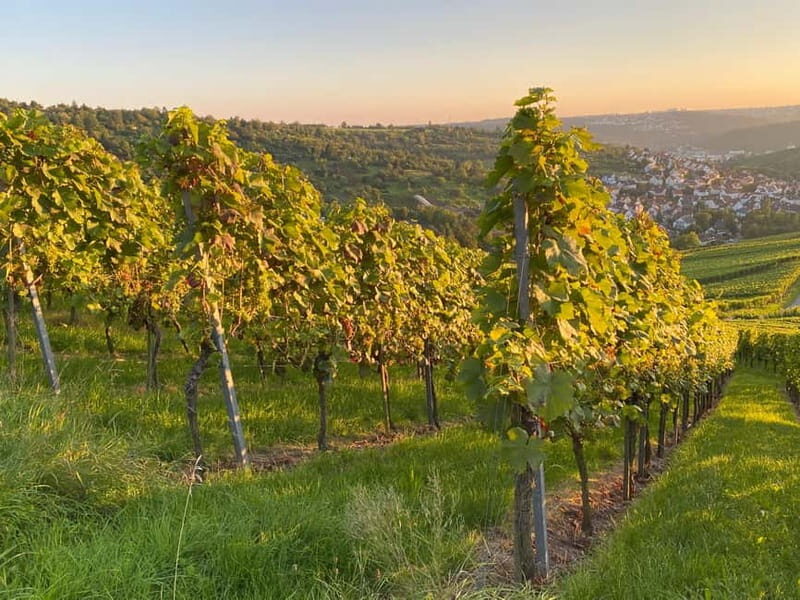 Stuttgart: After work wine walk with tasting
