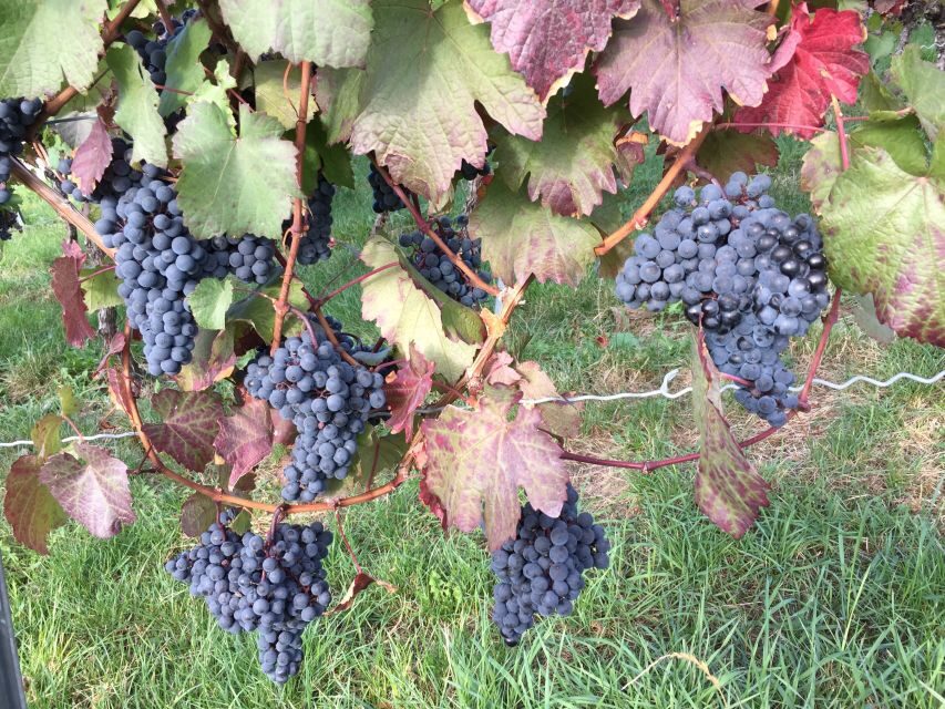 Stuttgart: Guided Wine Walk & Wine Tasting