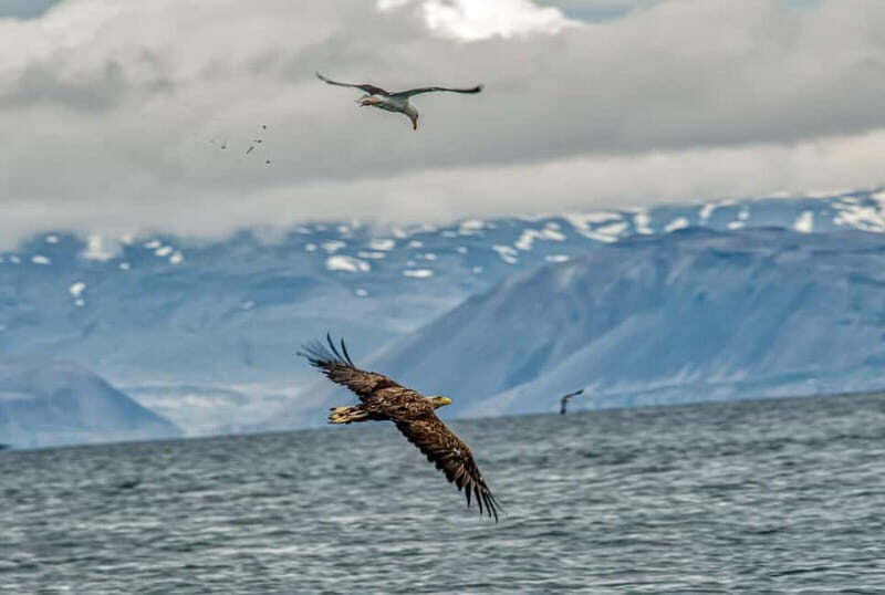 Stykkishólmur: Puffin and Wildlife Boat Tour