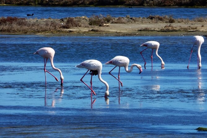Sunset among flamingos in the Ebro Delta - A Closer Look at the Sunset among Flamingos in the Ebro Delta