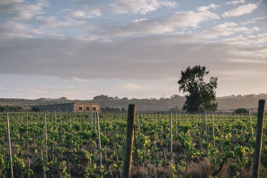 Syracuse: Exclusive Sicilian Wine Tasting Experience - The Experience in Detail