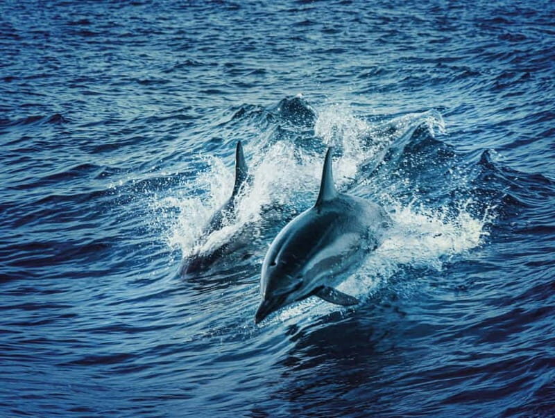 Taormina and Giardini Naxos: 2 Hour Dolphin Tour & Grotto
