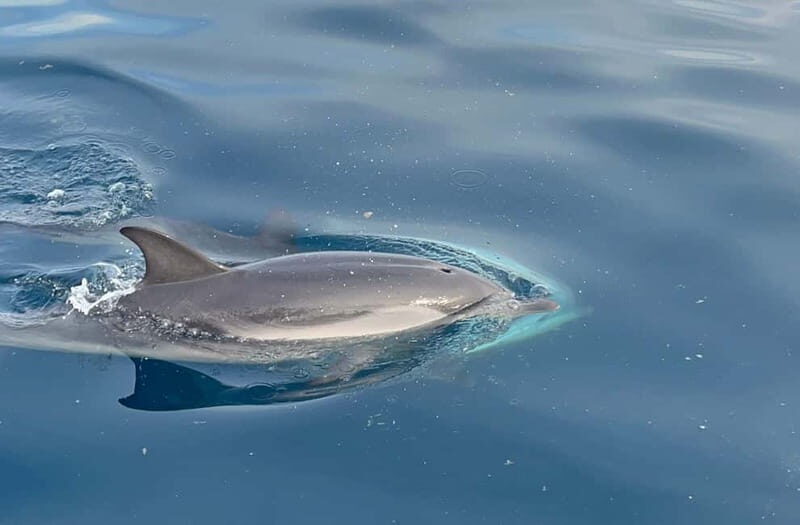 Taormina:Sunset Boat Tour with Aperitif and Dolphin Watching