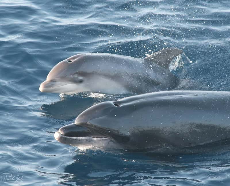 Tarifa: Orca, Whale and Dolphin Watching Boat Experience