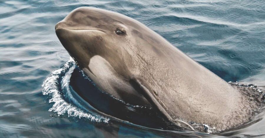 Tarifa: Whale & Dolphin Watching in the Strait of Gibraltar