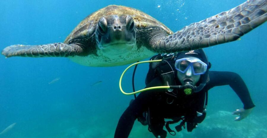 Tenerife: Beginners Scuba Dive Experience in Turtle Area