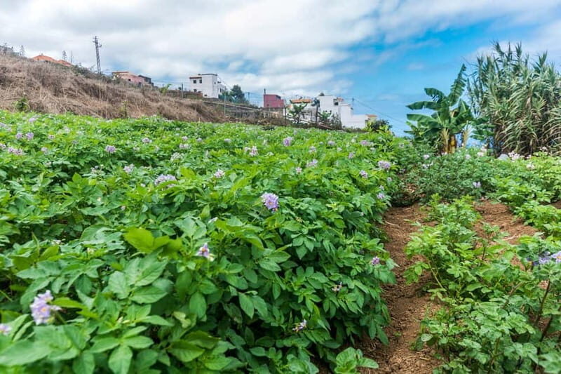Tenerife: Canary History and Color Potatoes
