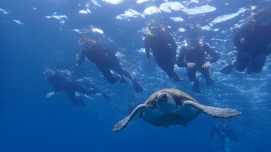 Tenerife: Kayak and Snorkel with Turtles, Wetsuits Included