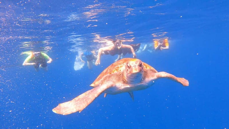 Tenerife: kayak tour with animals and underwater scooters