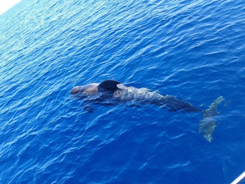 Tenerife: Private or Group 3 Hour Sailing Cruise with Drinks - Why Choose This Cruise?