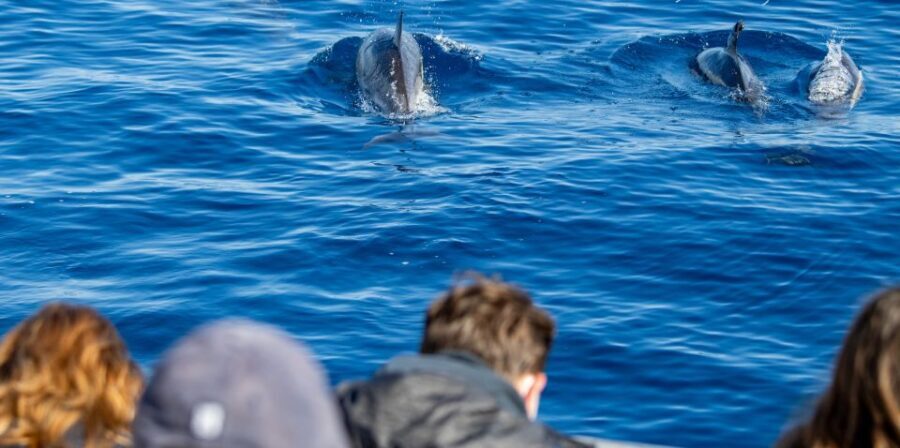 Terceira: Half-Day Dolphin and Whale Watching Tour