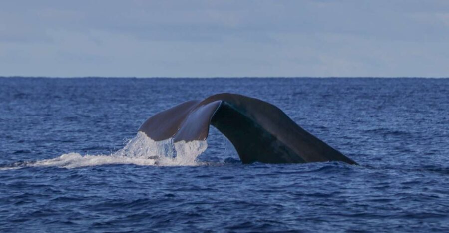 Terceira Island : Whale and Dolphin Watching boat excursion