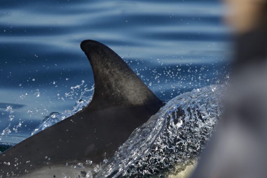 The North Coast Boat Trip Experience