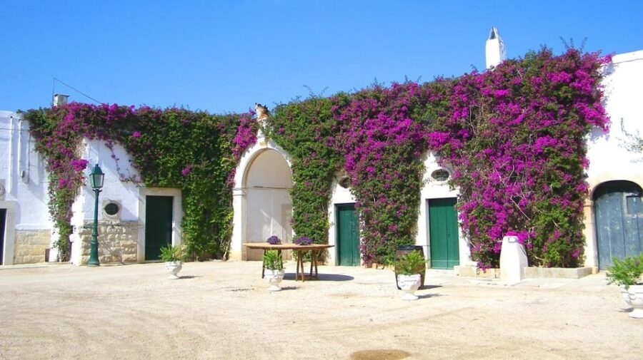 Trani Wine Tours: Flavors of Puglia