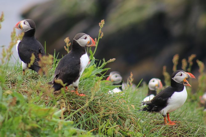 Two-In-One: Whale & Puffin Watching Tours from Reykjavik - Key Points