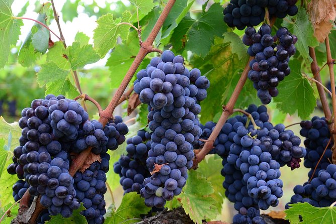 Verona area: Wine Tasting Experience in Valpolicella - Introduction: A Short But Sweet Wine Experience in Valpolicella