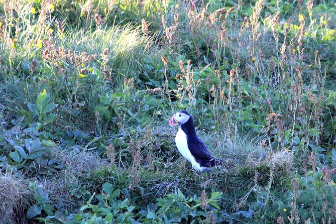 Vestmannaeyjar private day tour - Introduction: A Unique Icelandic Experience Worth Considering