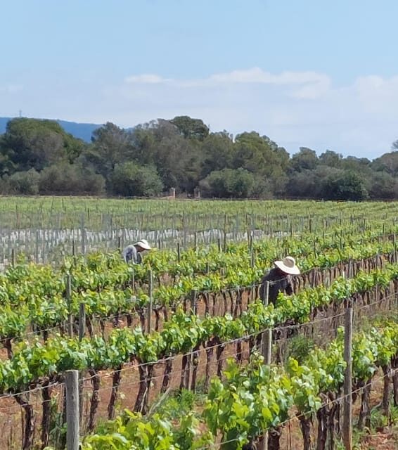 VISIT BODEGAS BORDOY ,DEGUSTACION 5 WINES, FINGER FOOD
