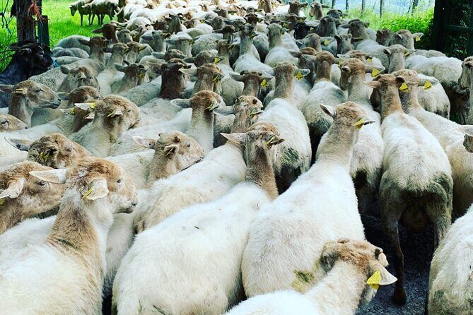 Visit San Sebastian and a Family Cheese Farm with Tasting (From Bilbao) - Authentic Experience Backed by Rave Reviews