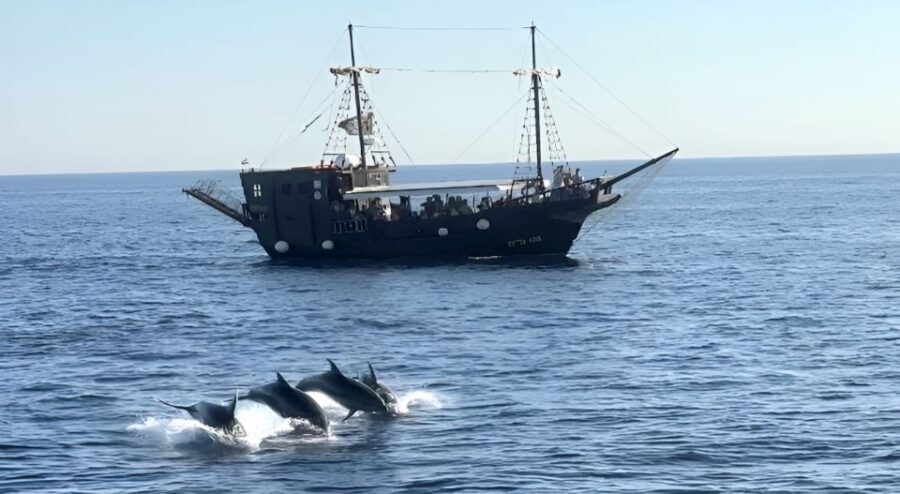 Vrsar: Dolphin Watching Boat Ride