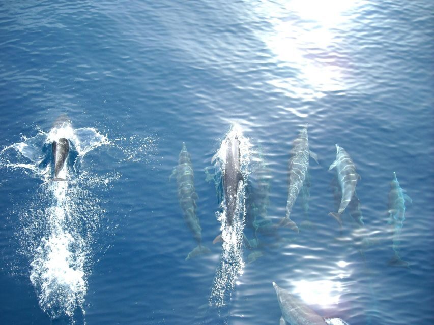 Vrsar: Dolphin Watching Boat Tour including Drinks