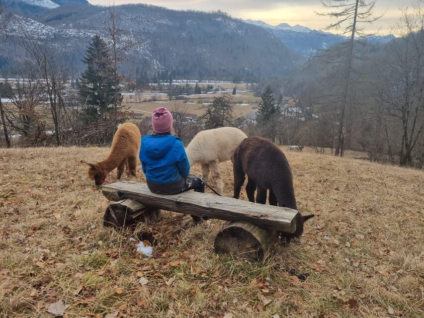 Walking with alpacas - Domaija Loncnar - Bohinj