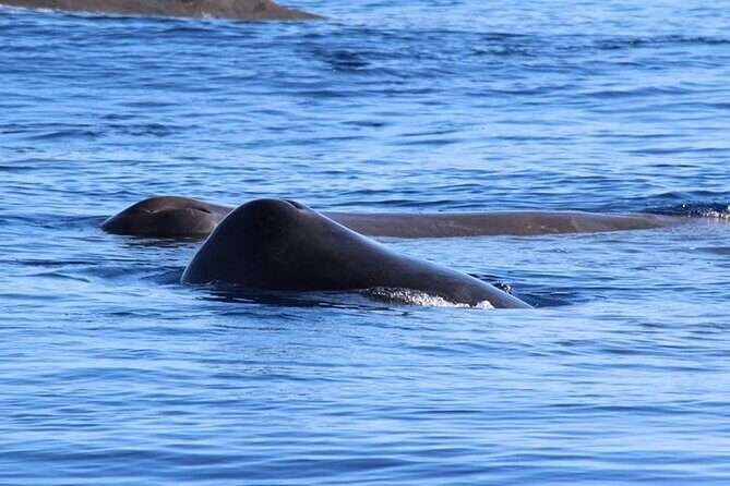 Whale and Dolphin Watching in Terceira Island