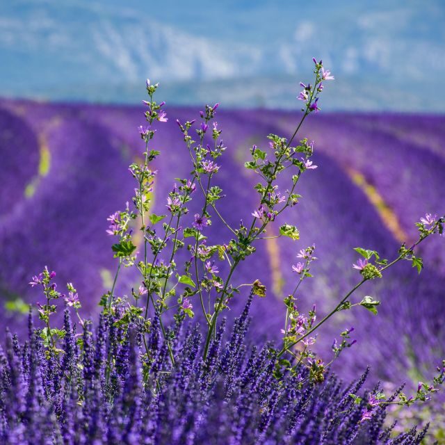 Wild Alps, Verdon Canyon, Moustiers village, Lavender fields - Lavender Fields: Scented Beauty (June-July)