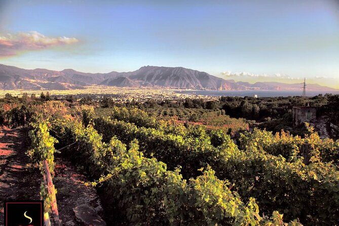 Wine Tour and Lunch with Winetasting and Vineyard Visit