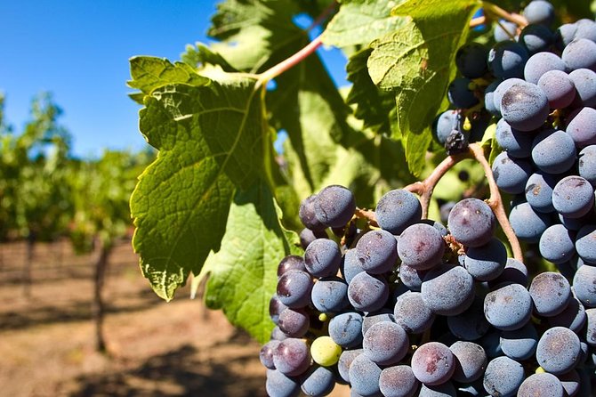 Wine Tour + Pompeii - Vineyard Visit in the Vesuvius National Park