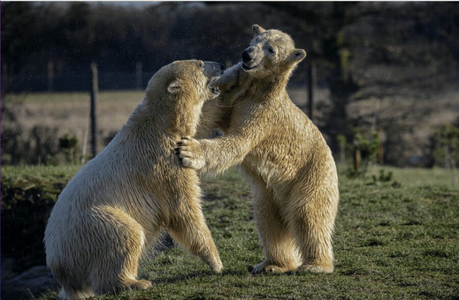 Yorkshire Wildlife Park: Entry Ticket