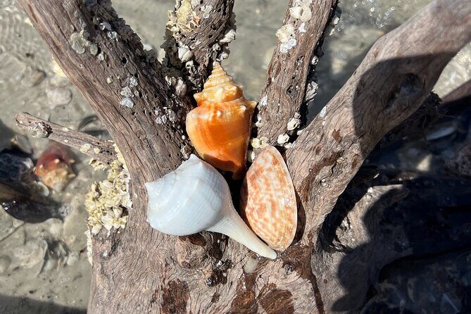 10,000 Islands Shelling Trip Marco Island FL - Diving Deeper: What You’ll Love