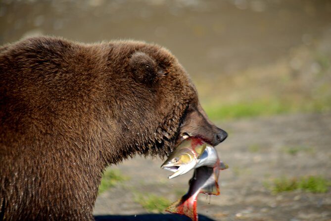2 Park Bear Viewing Adventure to Katmai and Lake Clark NP - Exploring the Itinerary: What to Expect